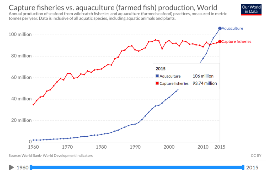 Fish Farming: Harming Oceans While Poisoning People and the Environment