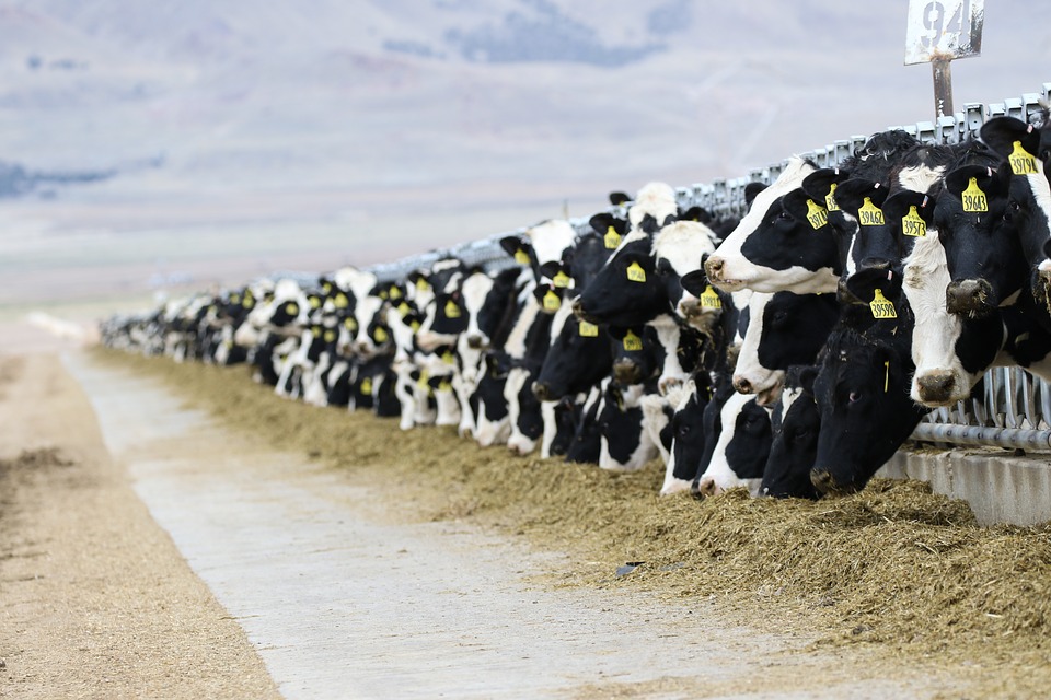 The Devastating Impact of the Dairy Industry on the Environment