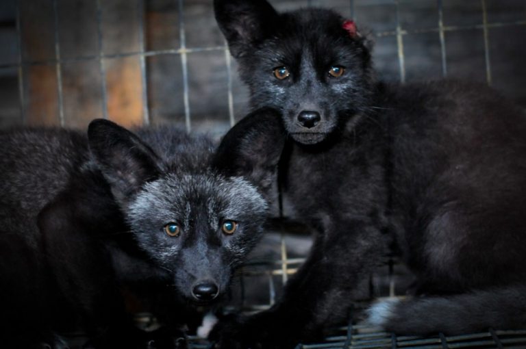Fur Farming: Is It Still Legal in the United States?