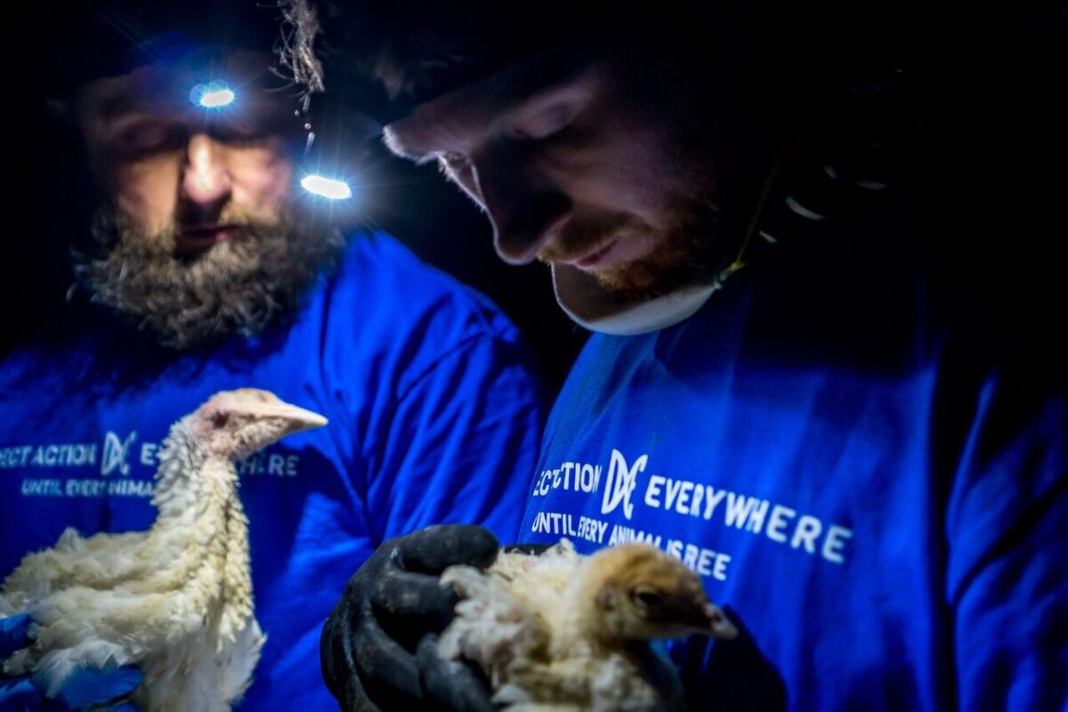 This Utah Farm Is Sparing 100 Turkeys from the Thanksgiving Slaughter