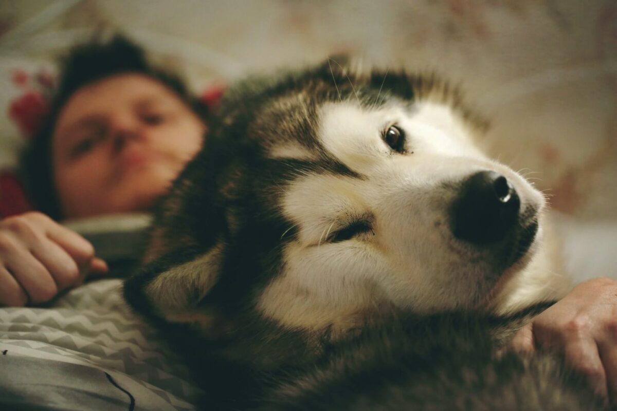 Protect and Expand the Emotional Support Animal System