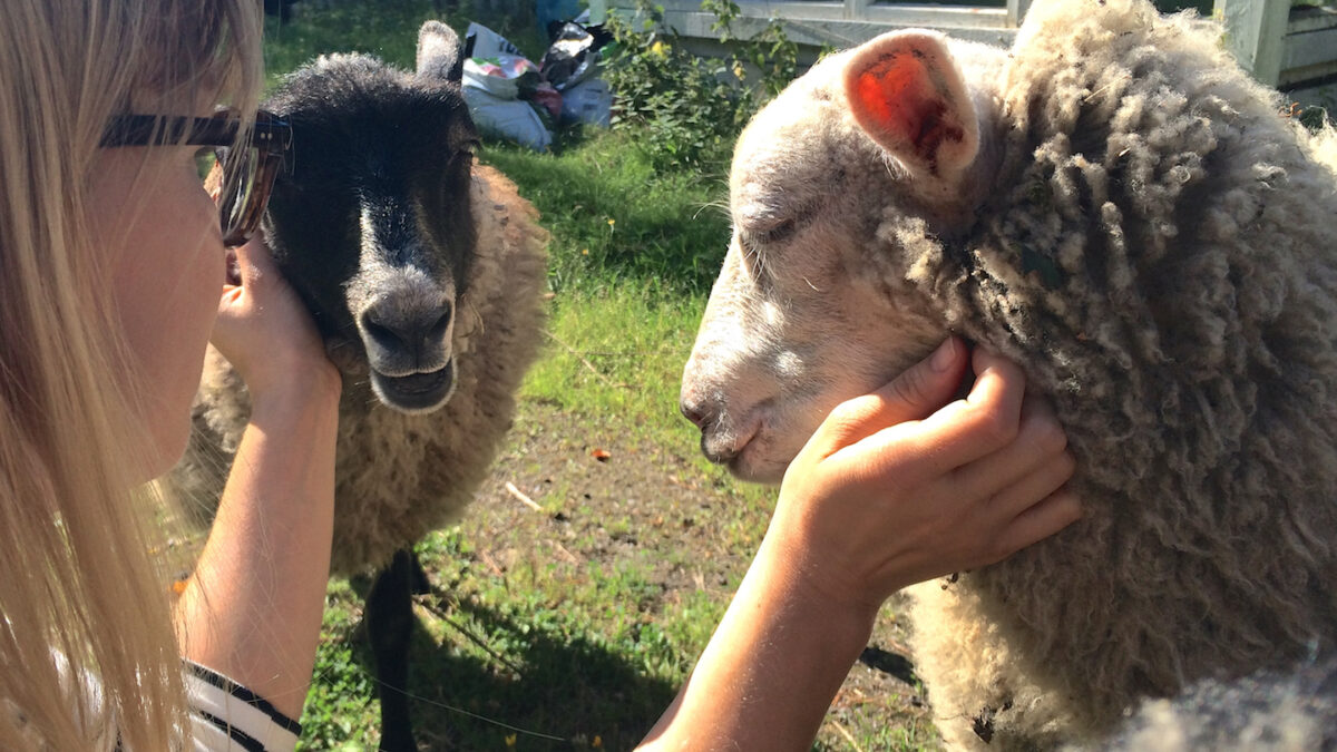 From Shepherd to Advocate: Why I Focus on Animal Suffering