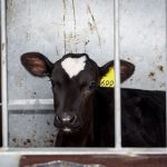 How Undercover Investigation of Lamb Slaughterhouse Led to Federal ...