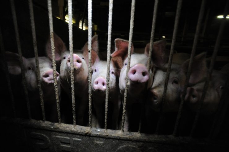 Smithfield Foods: How Many Pigs Does Smithfield Slaughter Per Day?