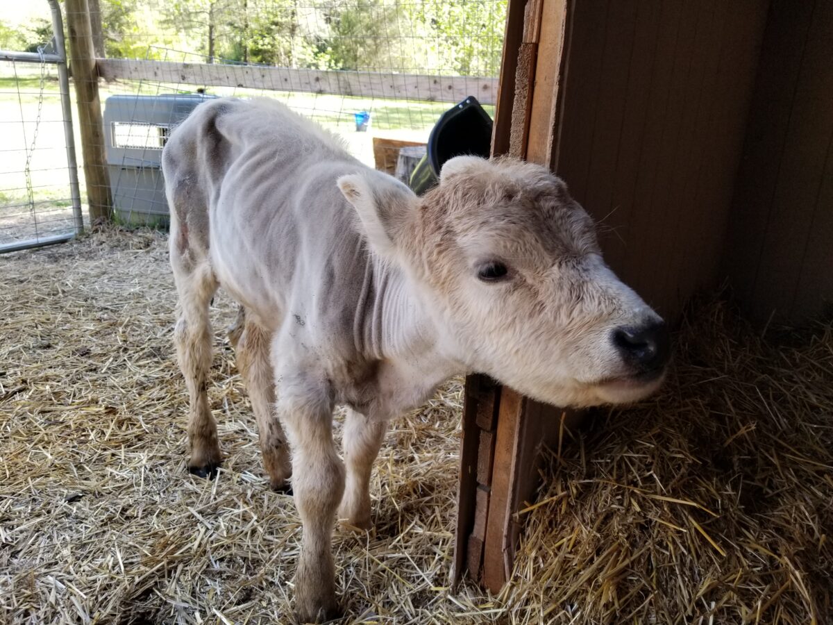 Neglected Calf Brought Back to Abusive Farm After Being Rescued