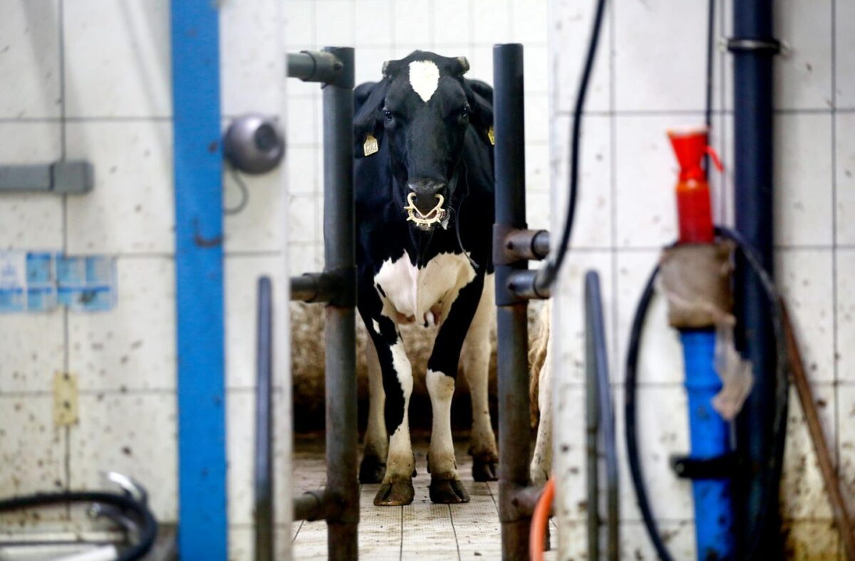 The Problem with Farming Animals