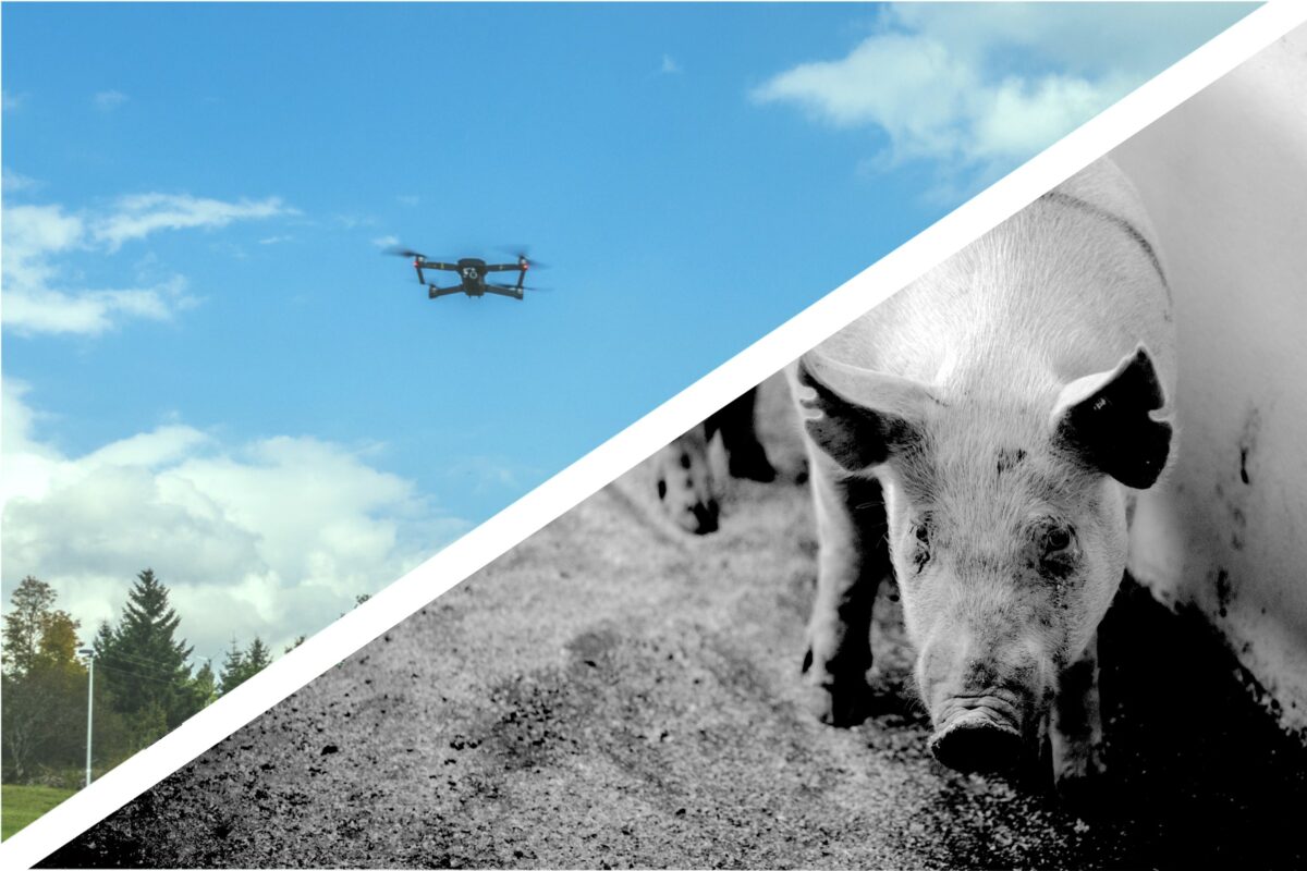 Ag-Gag Laws Keep Animal Farming in the Dark and Diminish Public Trust