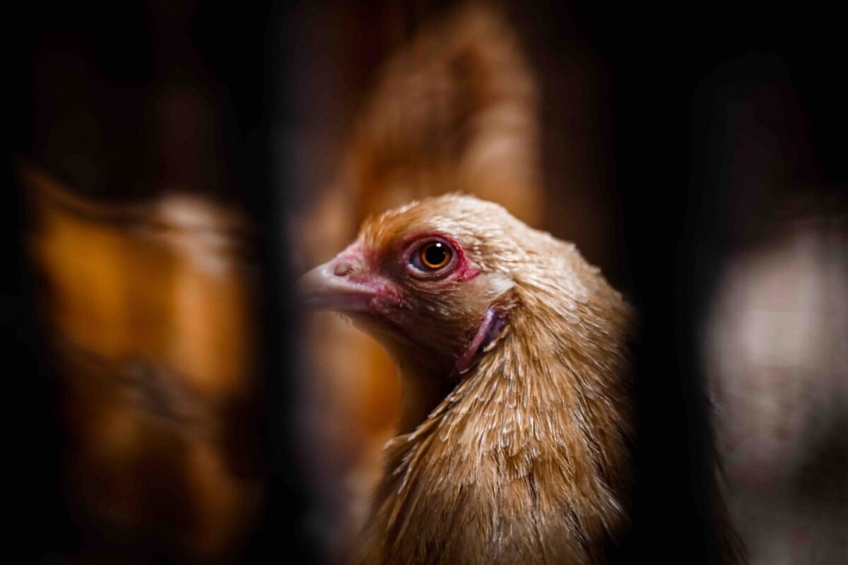 Sentience: What It Means and Why It’s Important