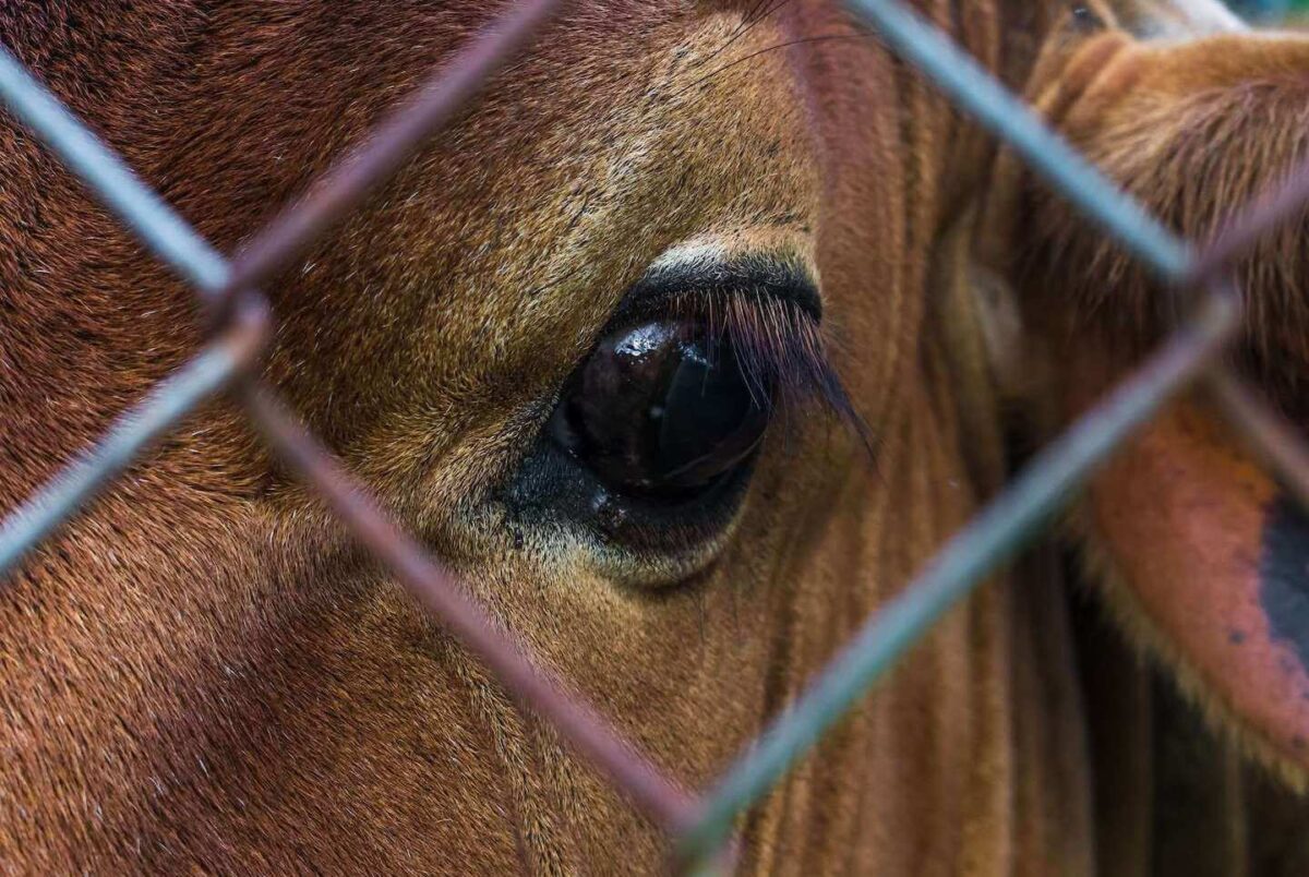 Animal Protection During COVID-19 and Beyond: Where There’s a Will ...