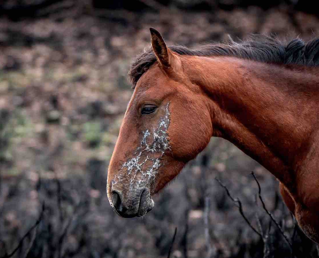 Australian Officials Use Bushfire Recovery Effort to Cover Up Mass ...
