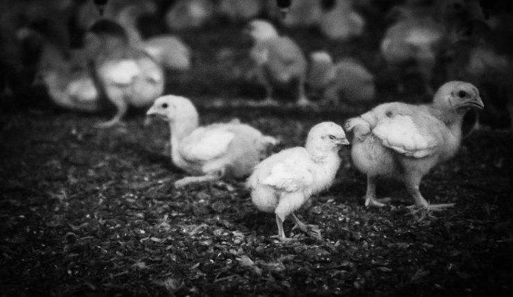 Despite Perdue’s High Welfare Standards, Some Chickens Can’t Survive 45 ...