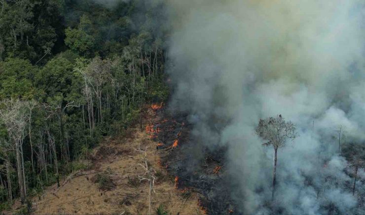 The $60-Billion Industry Behind Brazil's Exploitation of the Amazon ...