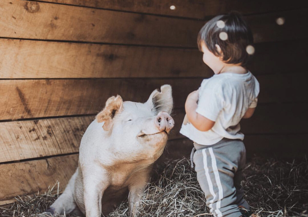 World Day for Farmed Animals Sheds Light on Flawed Food System