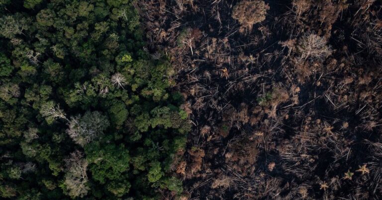 Amazon Deforestation: What Is Causing the Destruction?