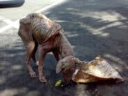 How Many Animals Does PETA's Shelter Euthanize Annually—and Why?