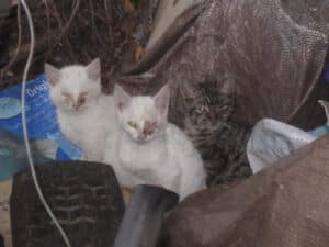 How Many Animals Does PETA's Shelter Euthanize Annually—and Why?