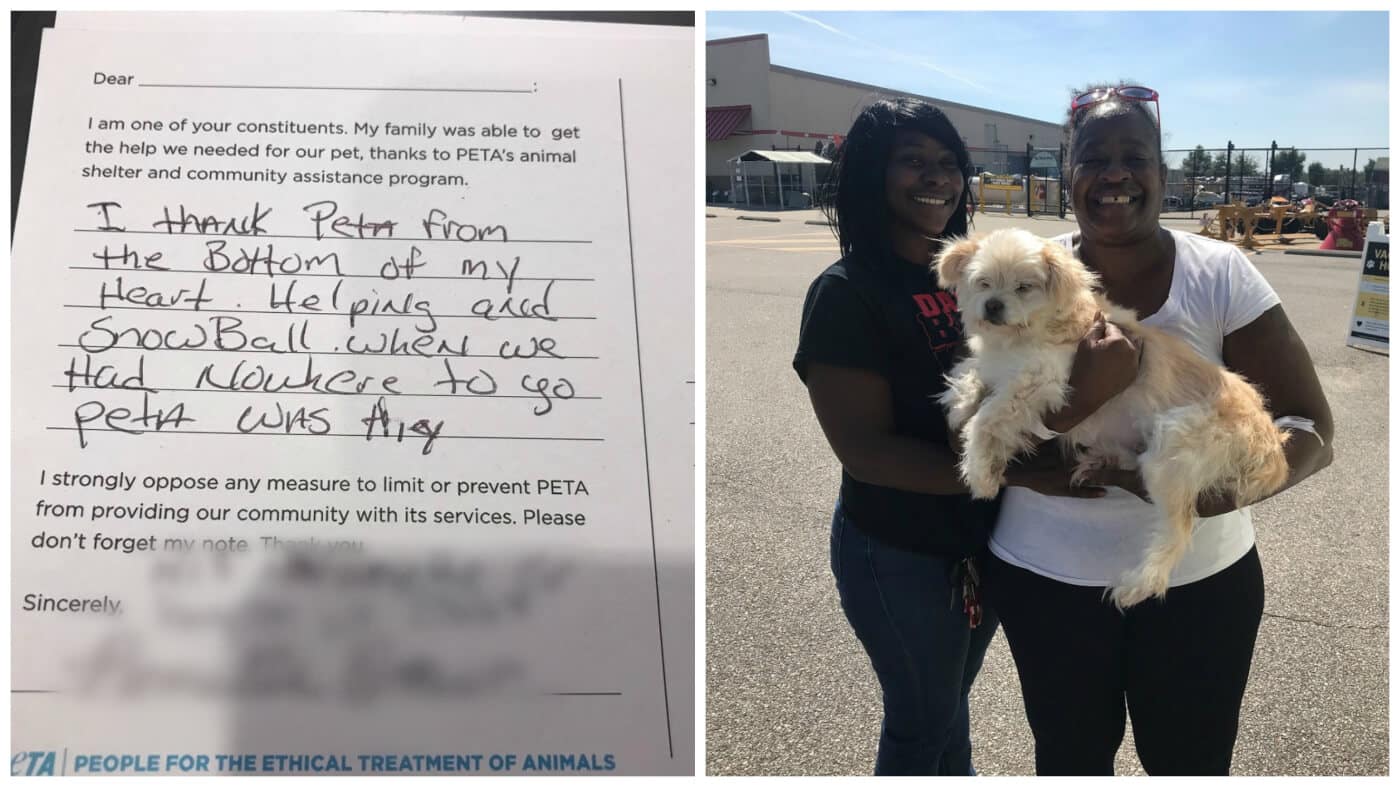 How Many Animals Does PETA's Shelter Euthanize Annually—and Why?