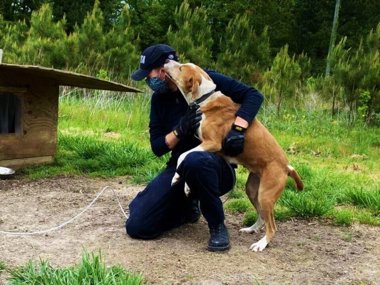 How Many Animals Does PETA's Shelter Euthanize Annually—and Why?