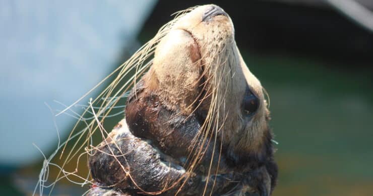 What Is Bycatch and How Does It Harm Marine Life?