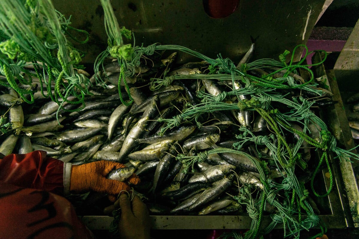 The Rise of an Empire: How China Achieved Global Fishing Dominance