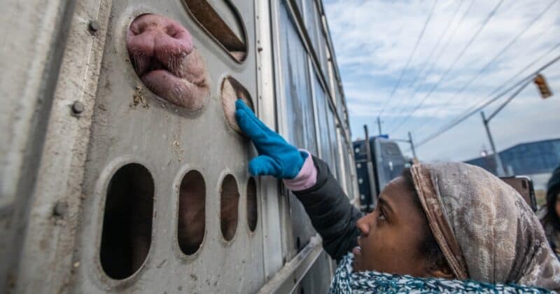 Animal Rights Facts: Why Should Animal Cruelty Be Stopped?