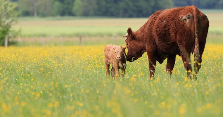 Do Cows Play? Are They Friendly? Do Cows Have Best Friends?