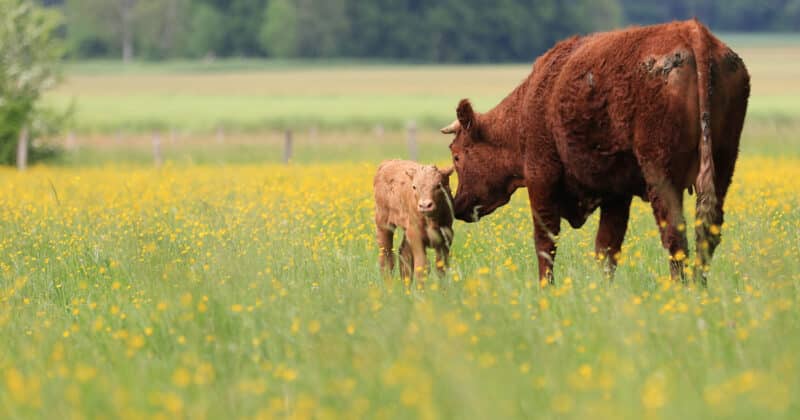 Do Cows Play? Are They Friendly? Do Cows Have Best Friends?