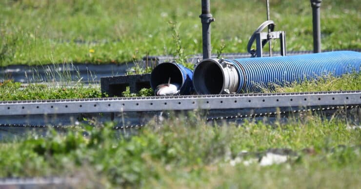 Fish Are the Forgotten Victims of Factory Farming