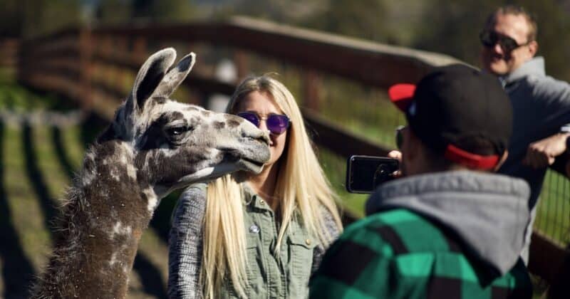 VIDEO: How Sweet Farm Helps Animals Rescued from Factory Farms