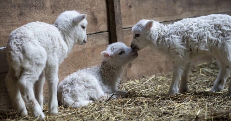 Why Do We Eat Animals?