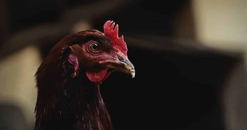 Animals Are More Sentient Than You Think