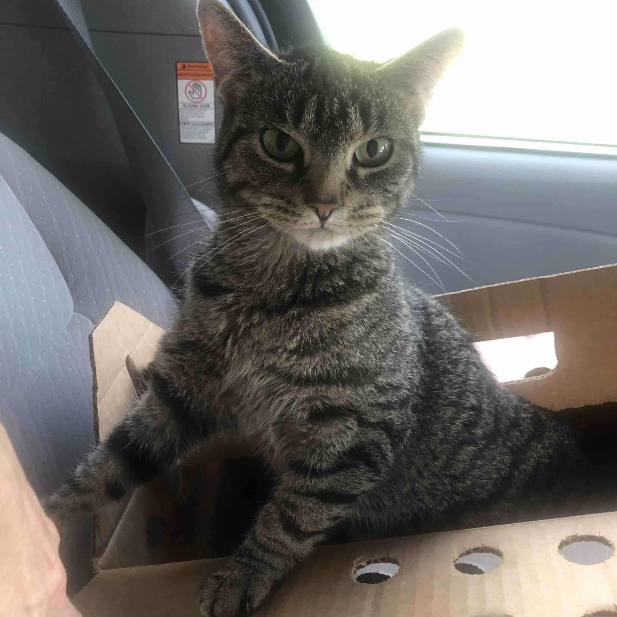 The Tale of Two Lab Kittens: The One We Saved, the One We Didn't, and ...