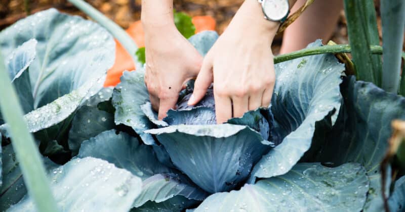 Organic Farming: What Is It, Methods, Examples, and Benefits