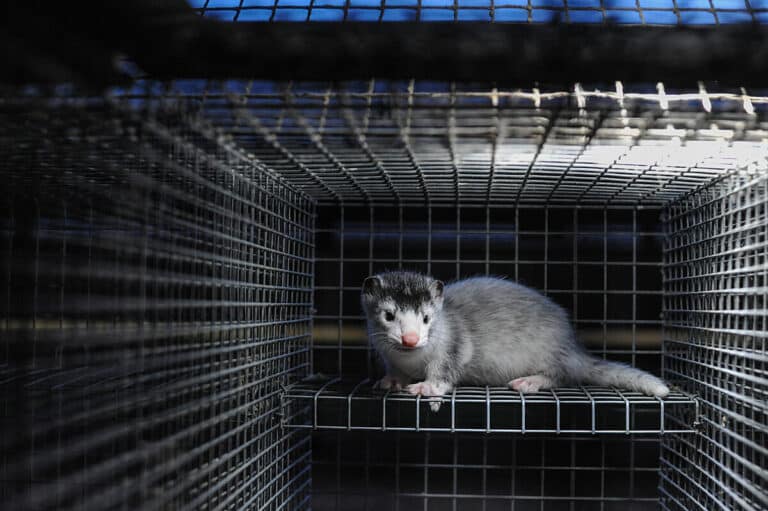 Animal Rights Why Is It Important And What Are Some Examples animal-rights-why-is-it-important-and-what-are-some-examples