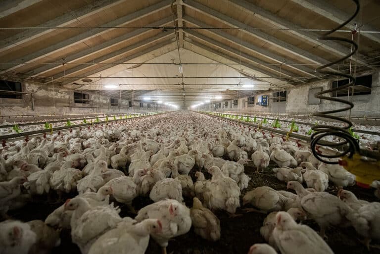 Poultry Farming: What Is It and Why Is Poultry Farming Bad?