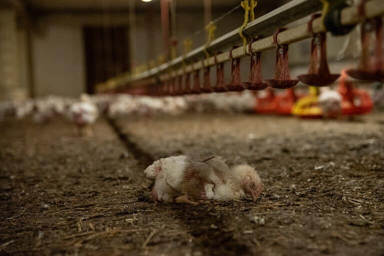 Poultry Farming: What Is It and Why Is Poultry Farming Bad?