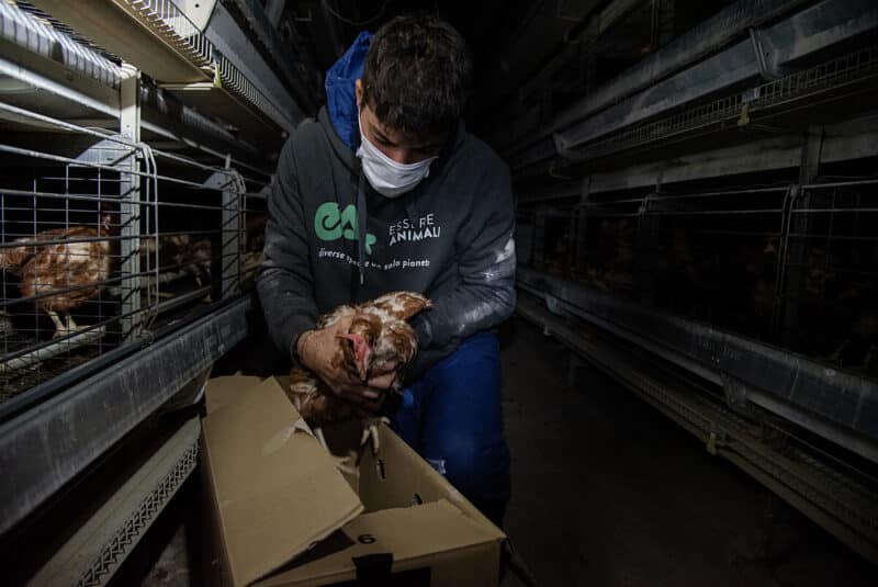 Poultry Farming: What Is It and Why Is Poultry Farming Bad?