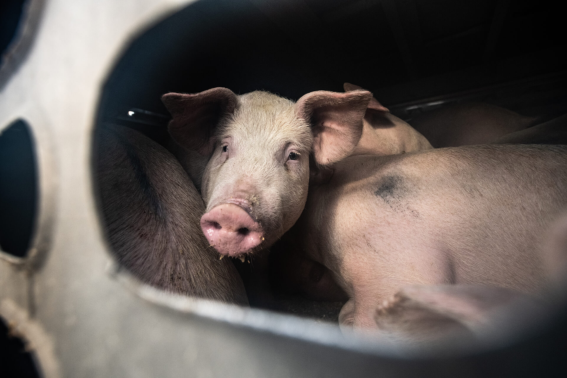 Jo-Anne McArthur Speaks Out Against Canada's New Ag-Gag Laws