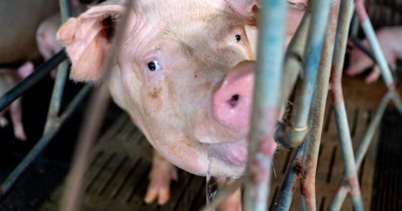 Pig Intelligence: Are Pigs as Intelligent as Dogs?