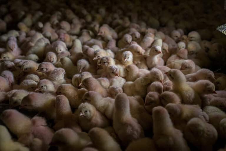 How Are Chicken Nuggets Made and What Is Bad About Them?