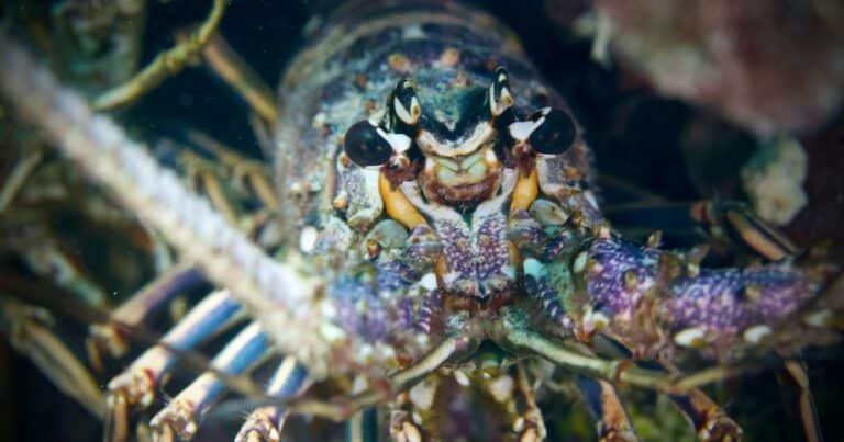 Lobsters Feel Pain When Boiled Alive, and Here’s How Science Knows Lobsters Feel Pain When Boiled Alive, and Here’s How Science Knows