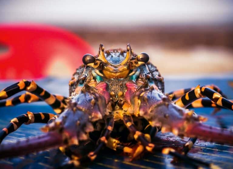 Do Lobsters Feel Pain When Boiled, and Why Do People Cook Them Alive?