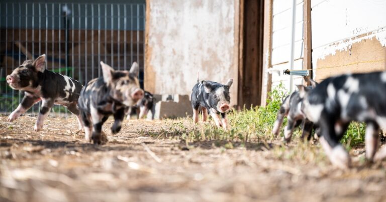 Pig Intelligence: Are Pigs as Intelligent as Dogs?