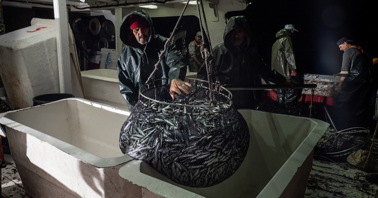 Overfishing Harms the Environment. Here’s How to Stop It.