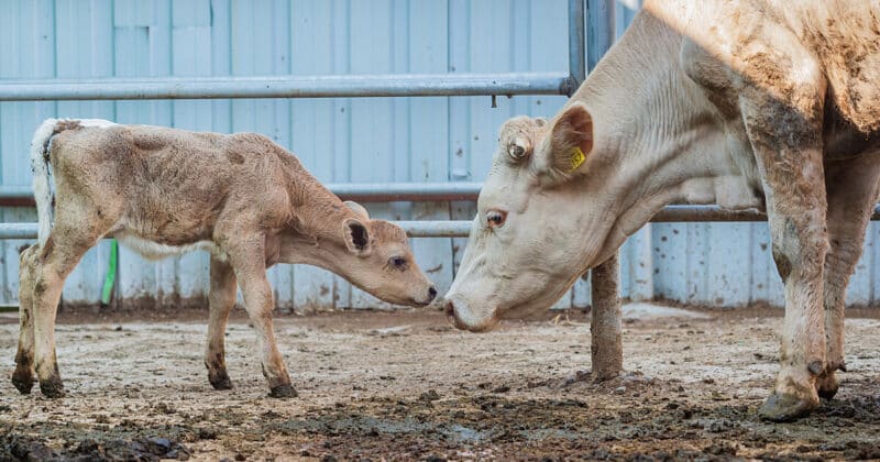 Animal Protection: What Are the Laws that Protect Animals?