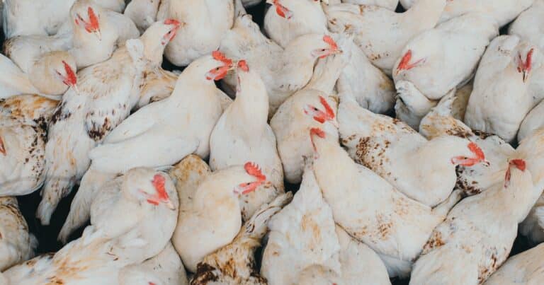 Factory Farming’s Environmental Impact: Facts and Statistics