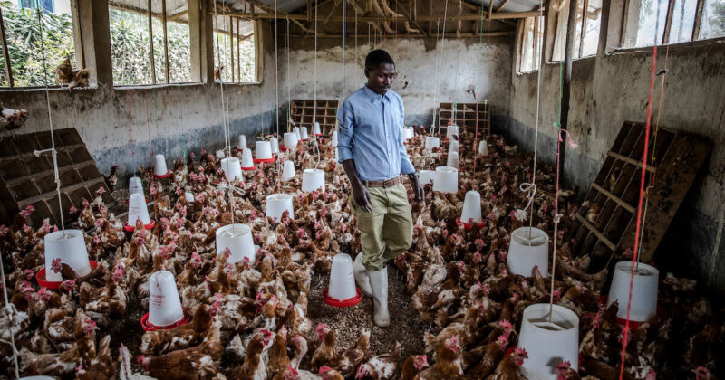In Zimbabwe, Poultry Farmers Face a New Foe: Antibiotic Resistance