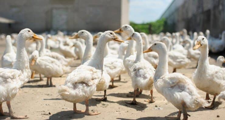 Duck Farming: How Are Ducks Farmed and How Long Do Ducks Live?