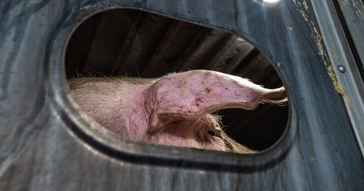 What Would Happen if the U.S. Banned Factory Farming?