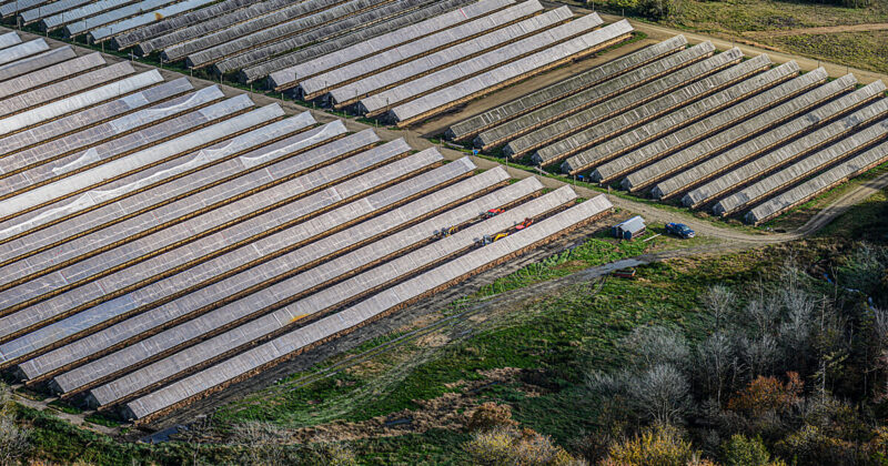 Mink Farms: What Are Mink Farmed for and How Are Mink Killed?